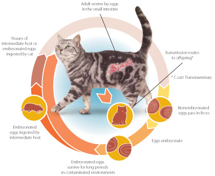 Roundworms in Cats: Causes, Treatments, Prevention and Tips